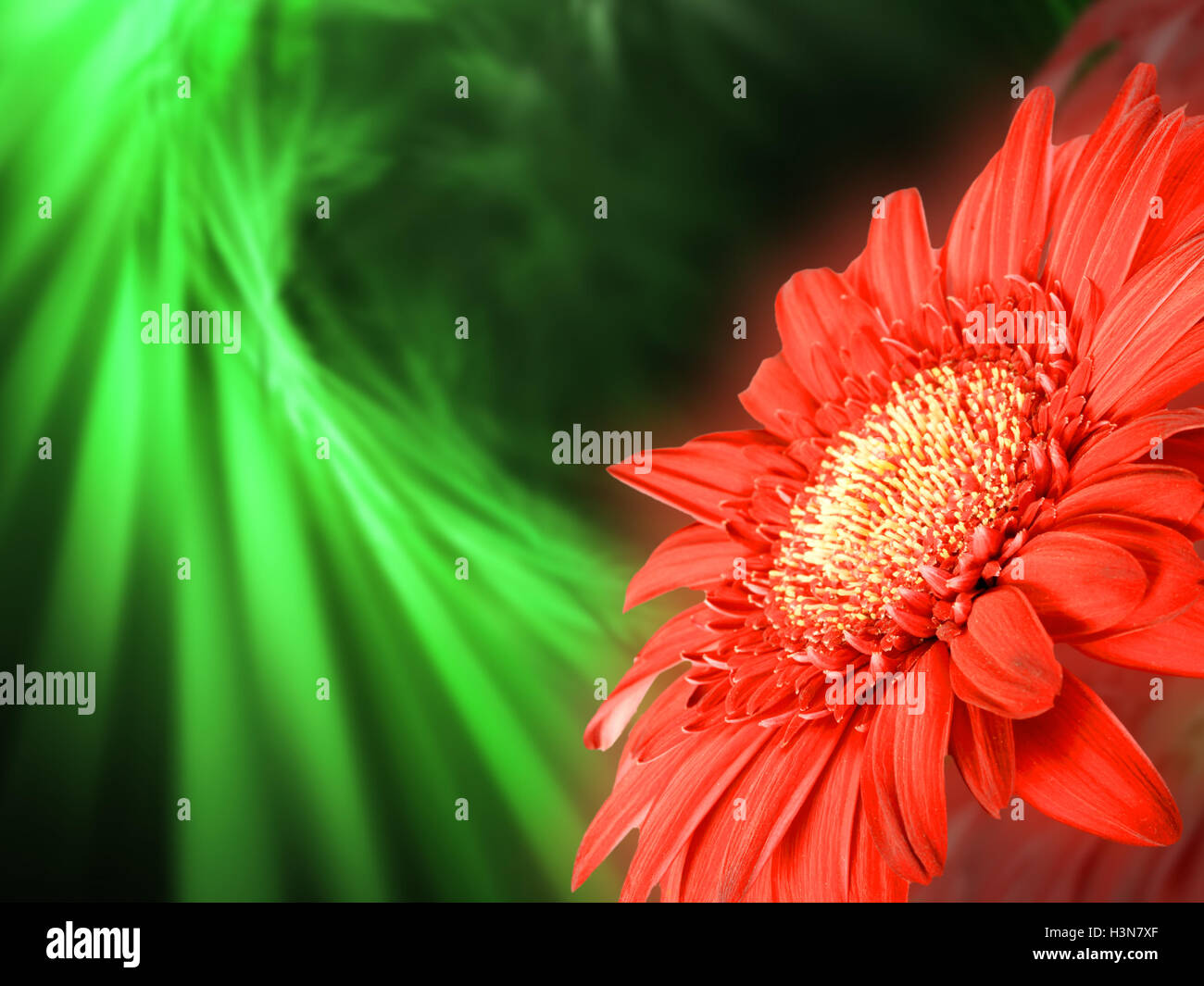 Red flower on green backdrop Stock Photo - Alamy