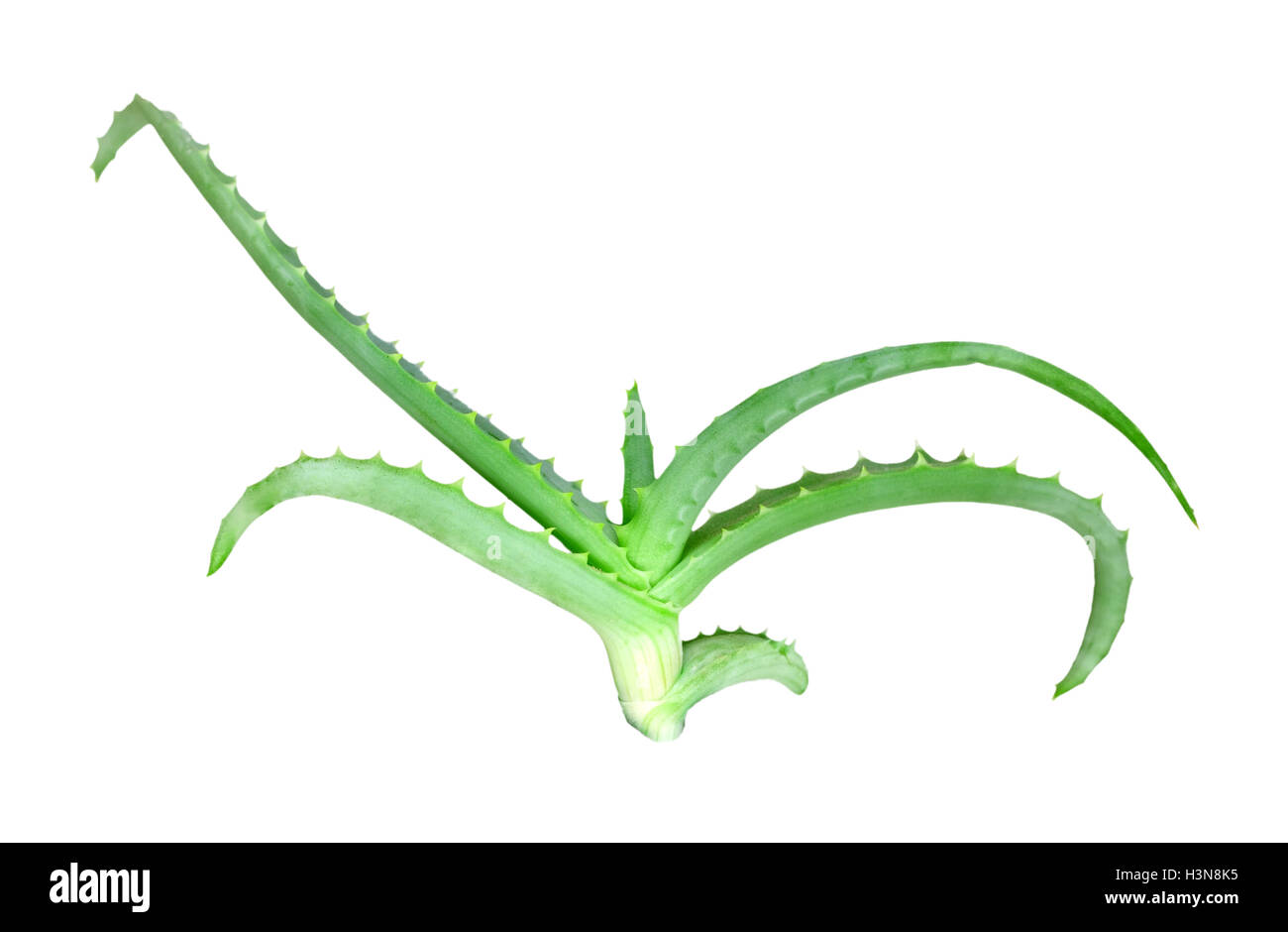 Branch of aloe Stock Photo - Alamy
