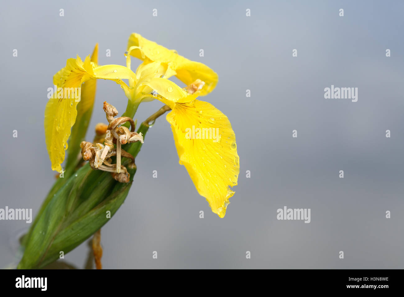 Wildflower flower hi-res stock photography and images - Alamy