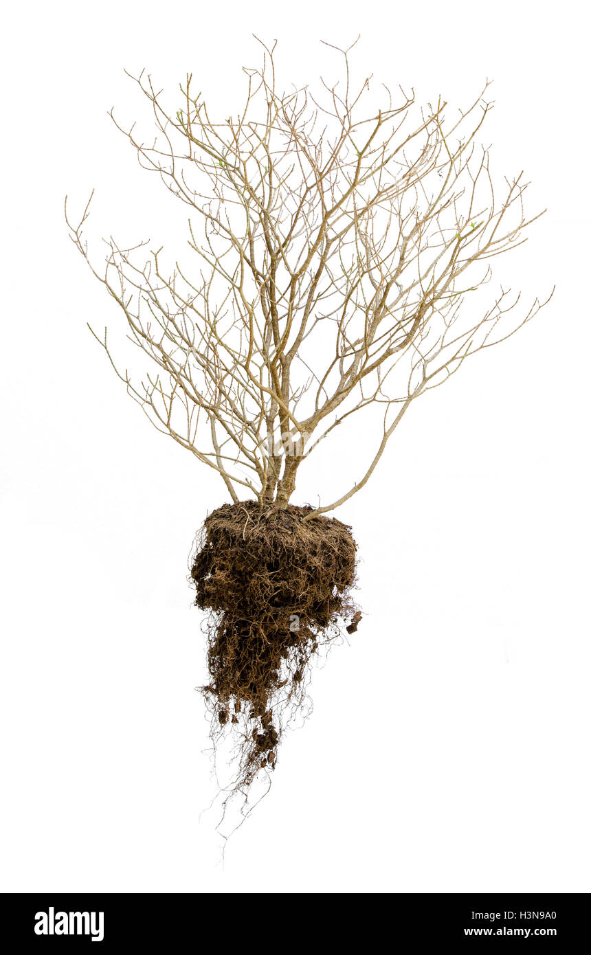 Dead uprooted tree Cut Out Stock Images & Pictures - Alamy