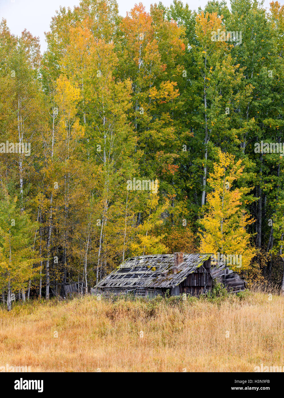 Old decrepit shed in autumn Stock Photo - Alamy