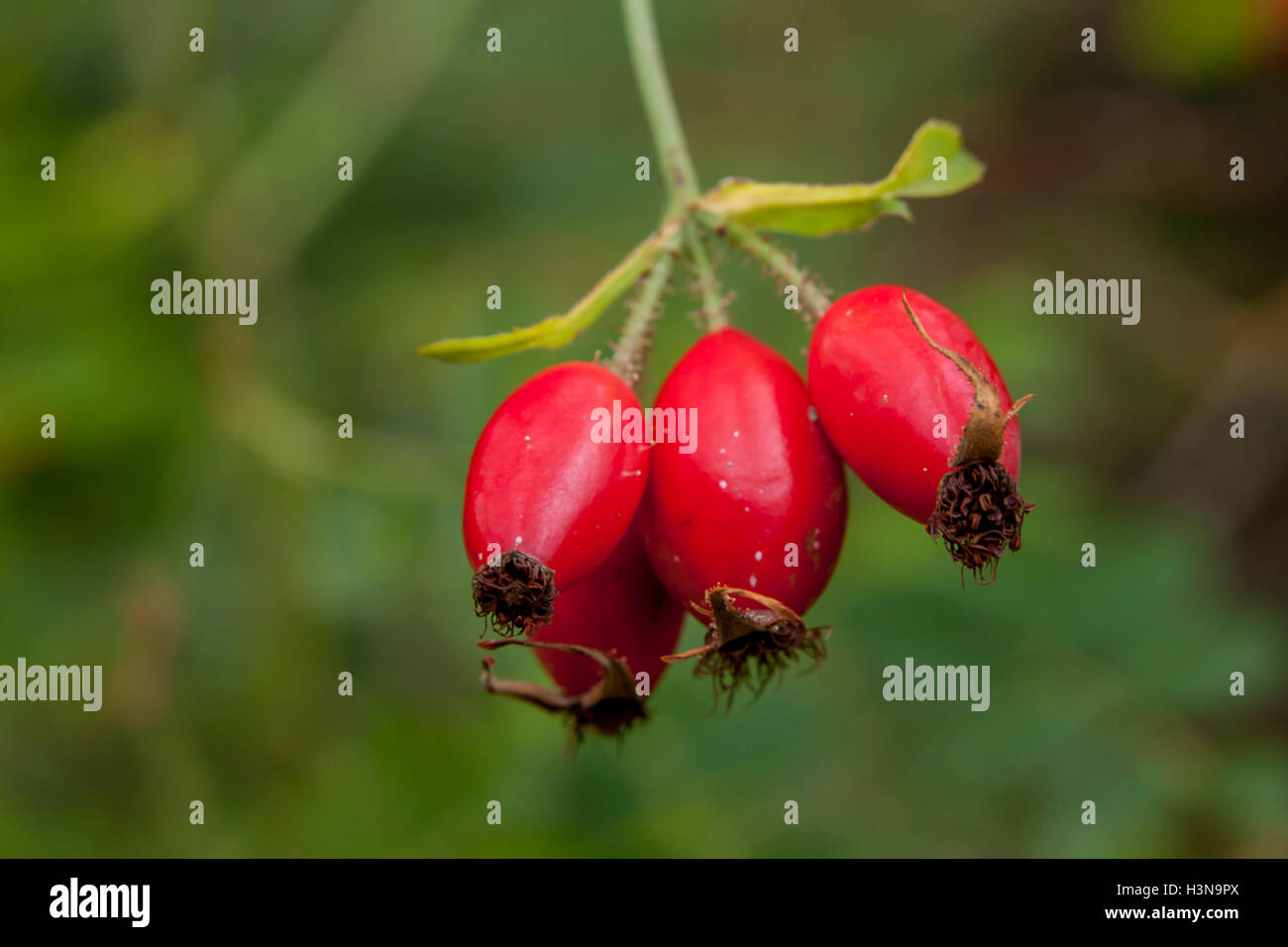 Rose hip hi-res stock photography and images - Alamy