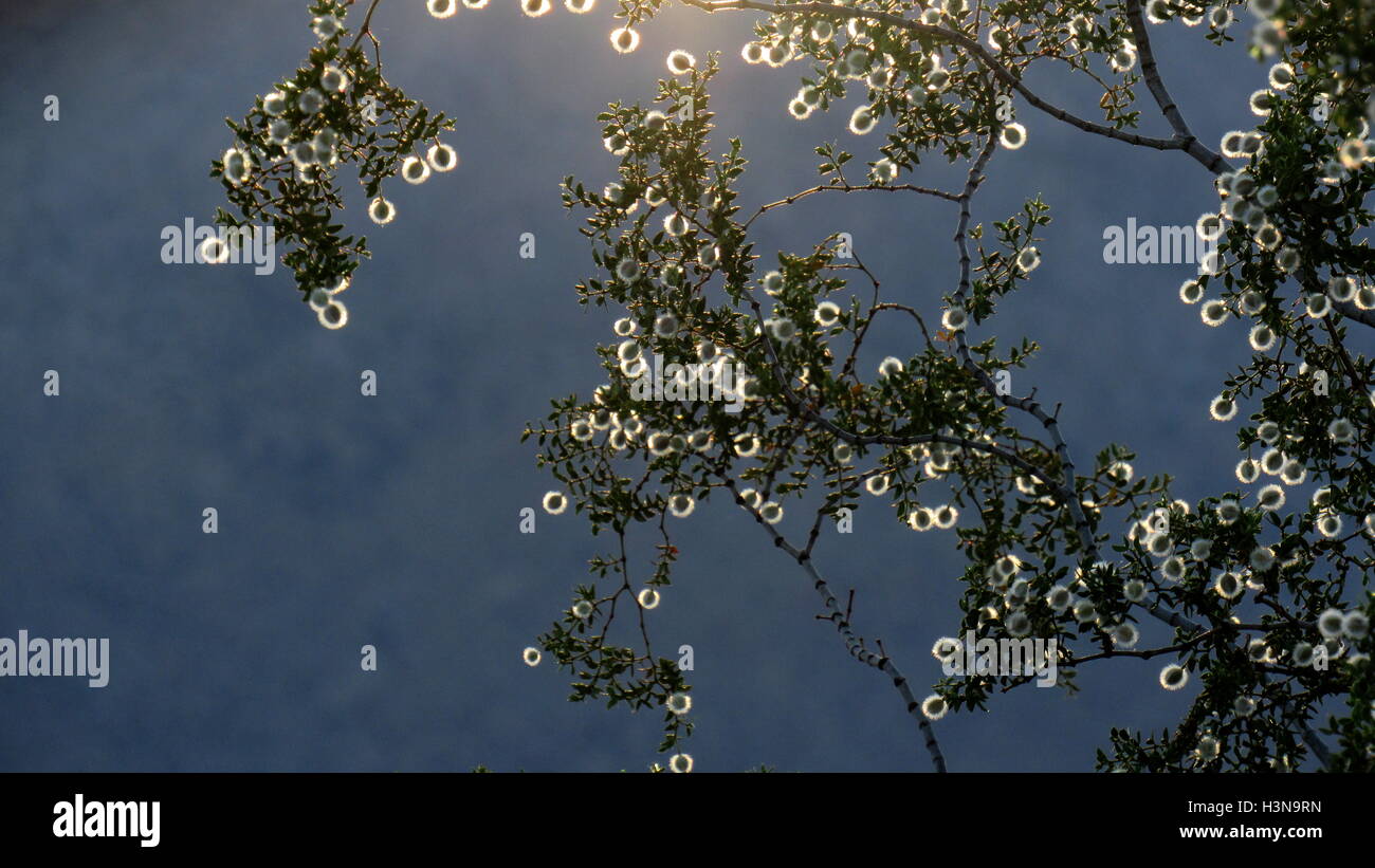 Creosote bush hi-res stock photography and images - Alamy