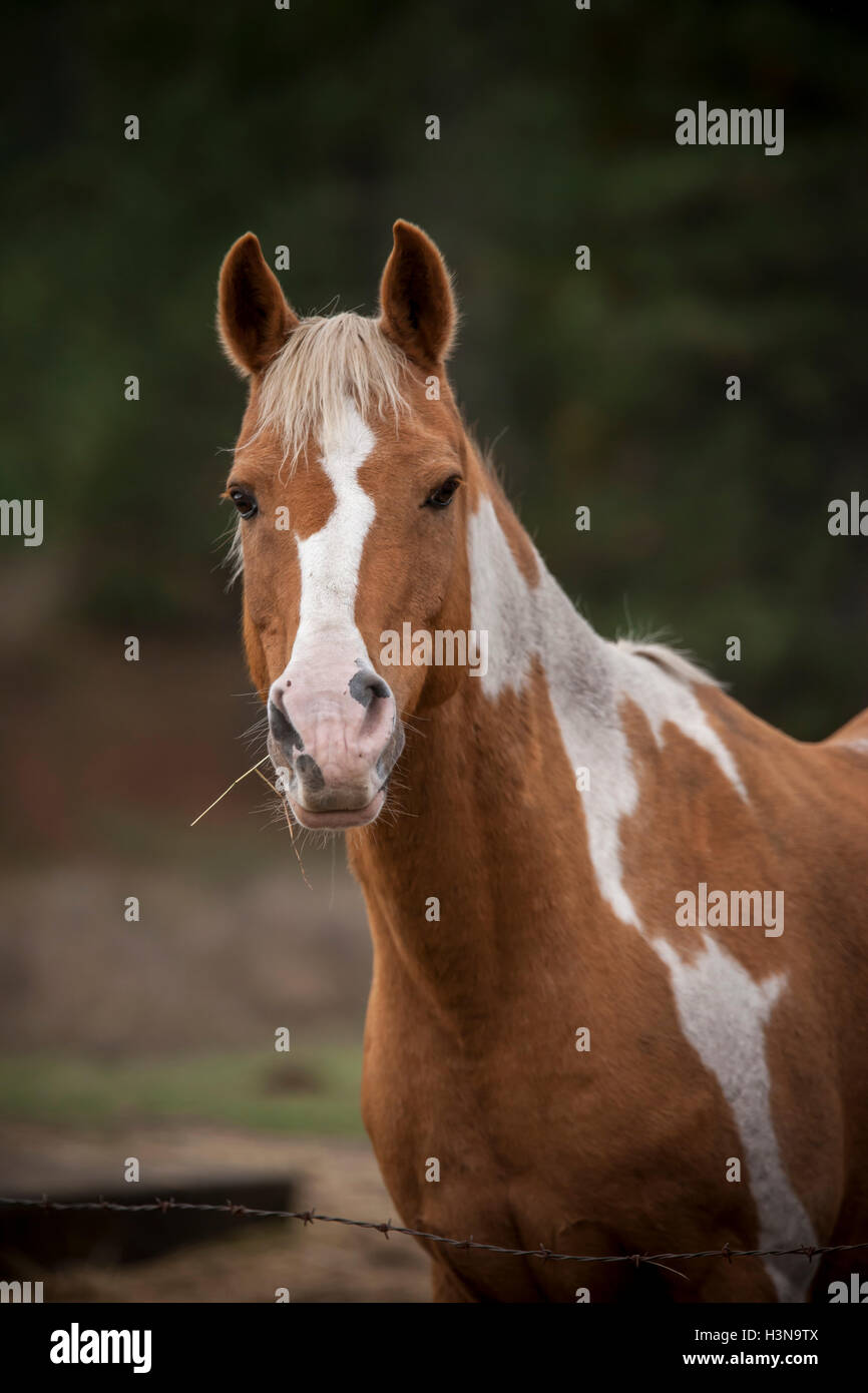 Portrait of a horse Stock Photo - Alamy