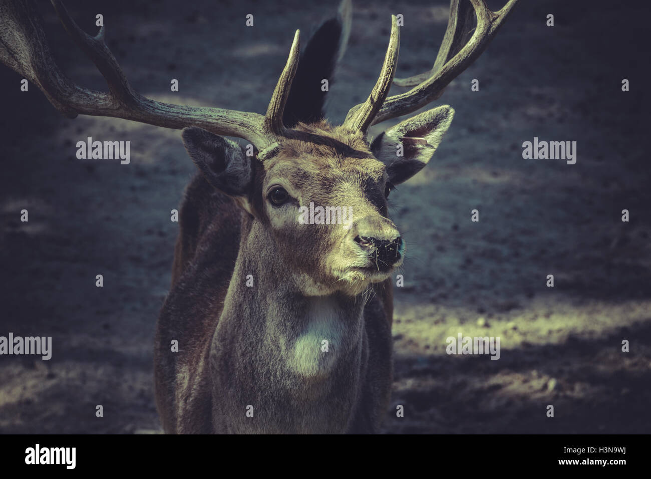 Deer with horns Stock Photo - Alamy