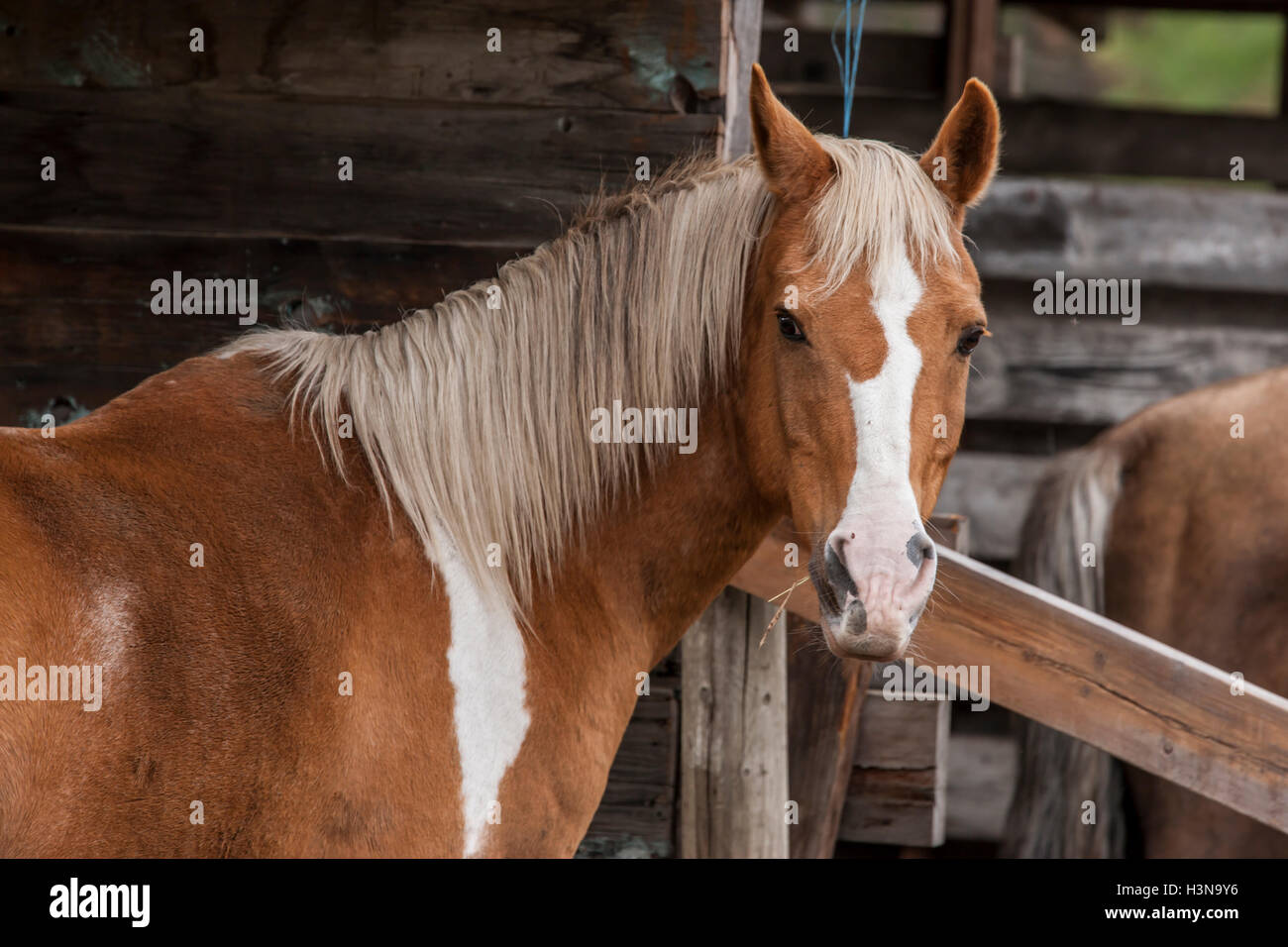 Horse by the barn Stock Photo - Alamy