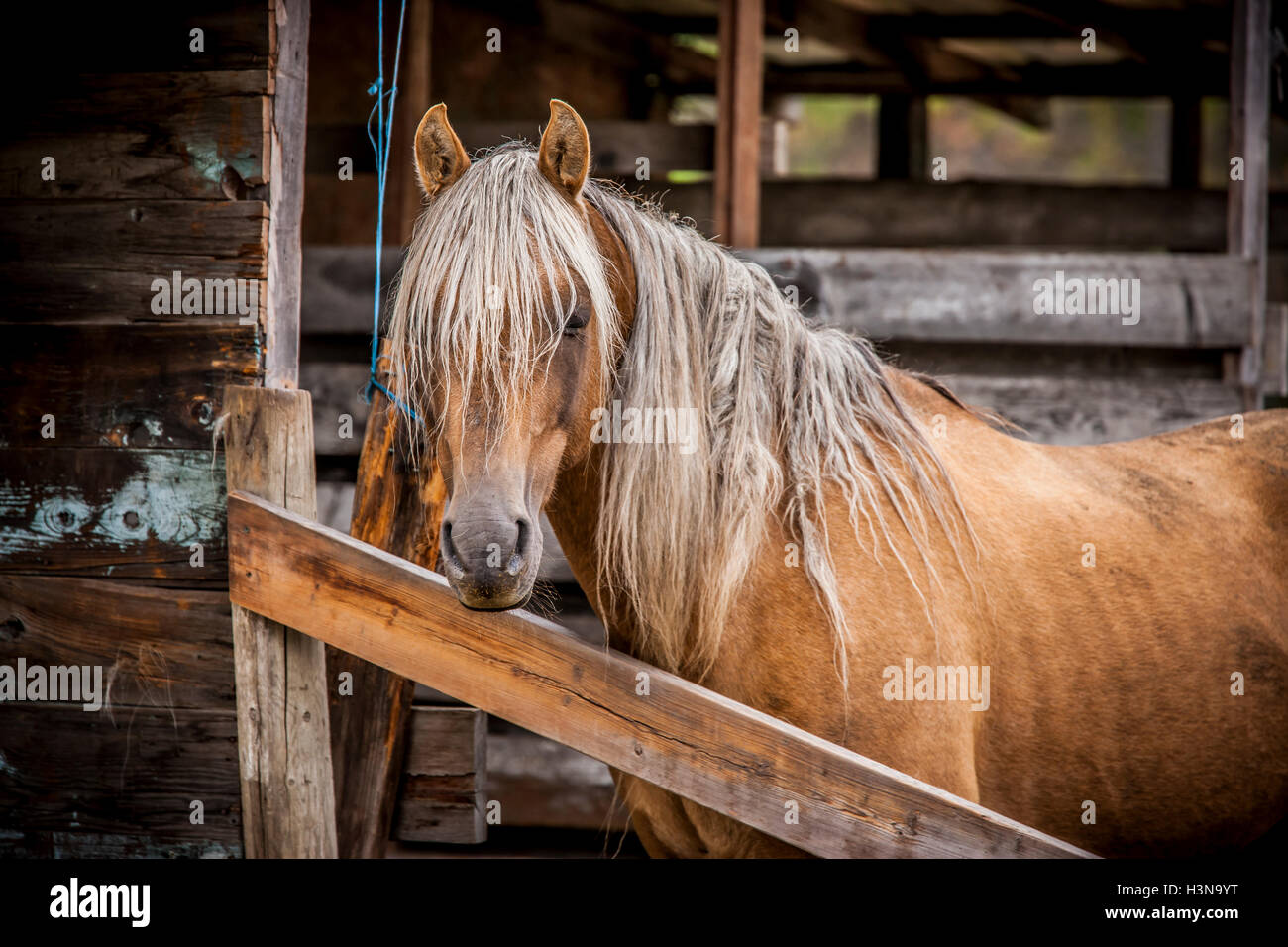 Pretty horse hi-res stock photography and images - Alamy