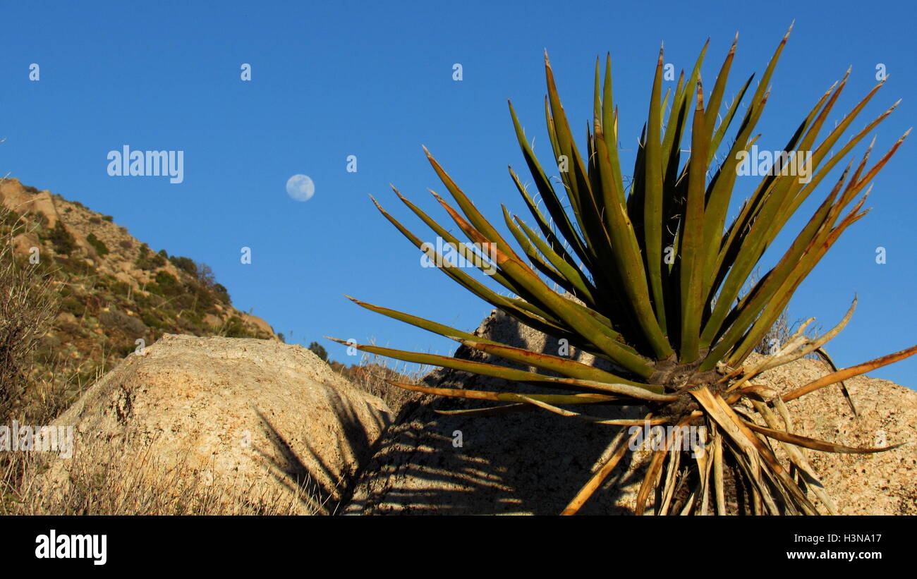 Yucca desert plant with rocks and moon in the blue sky background ...