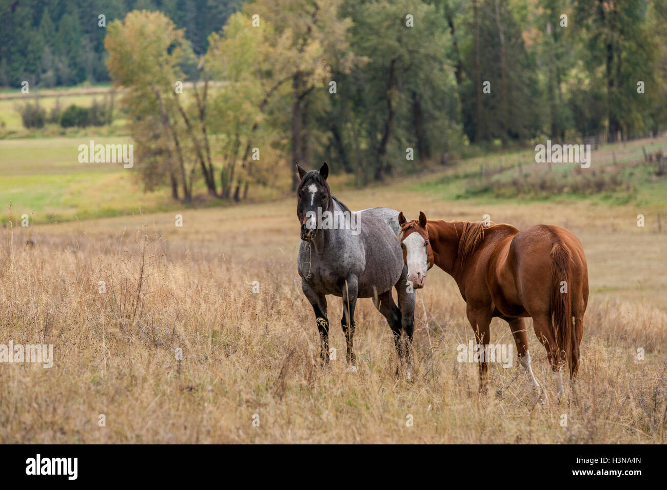 Horses in pasture Stock Photo - Alamy