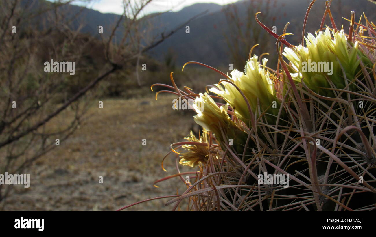 Yellow southwestern desert barrel cactus flowers with mountain ...