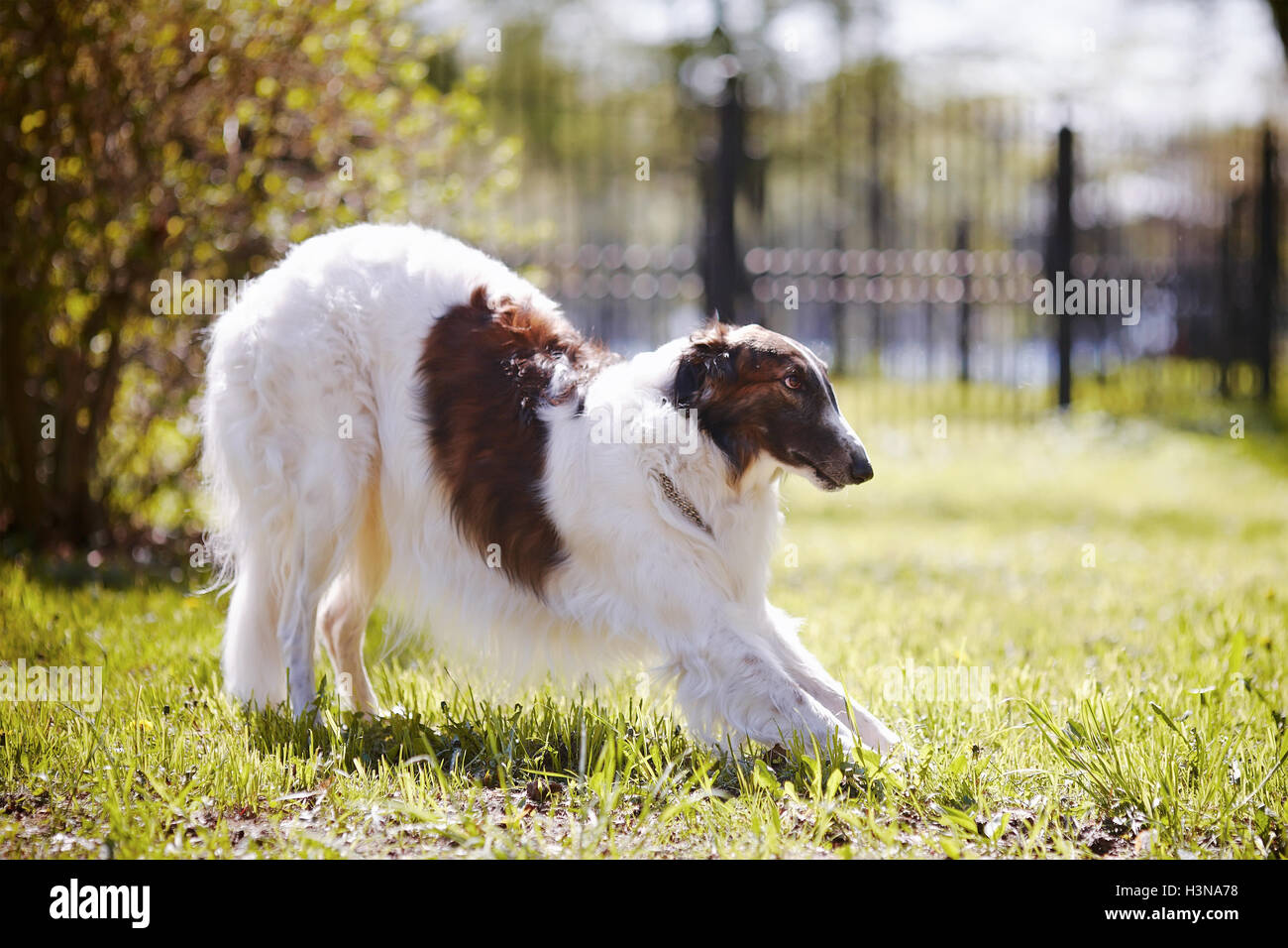 Borzoi fluffy hi-res stock photography and images - Alamy