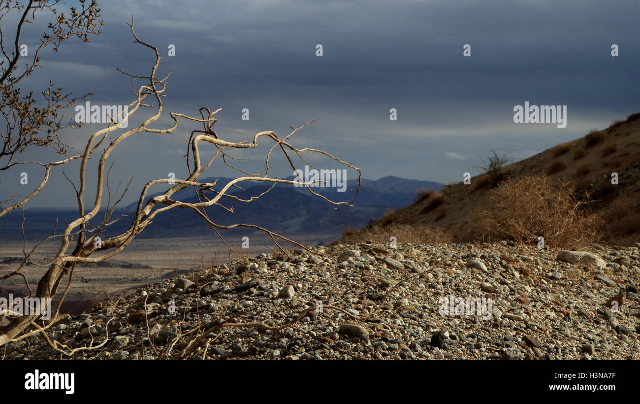 Dead bush in desert hi-res stock photography and images - Alamy