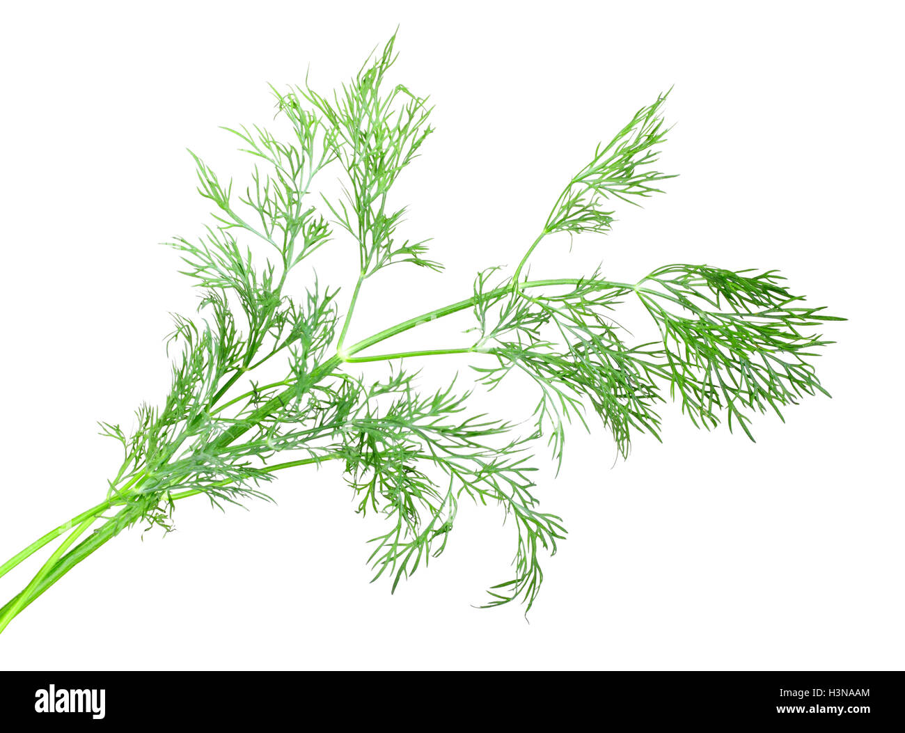 Dill grass hi-res stock photography and images - Alamy