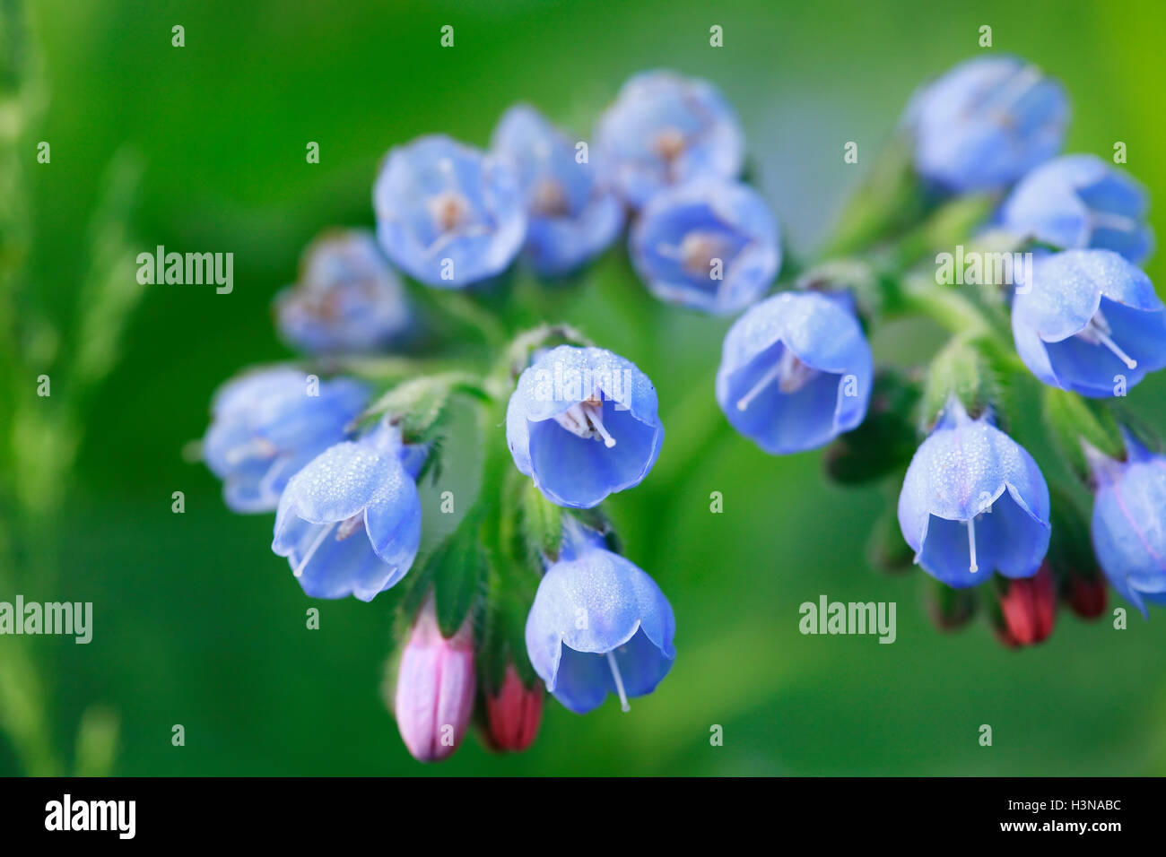 Blue wildflower hi-res stock photography and images - Alamy