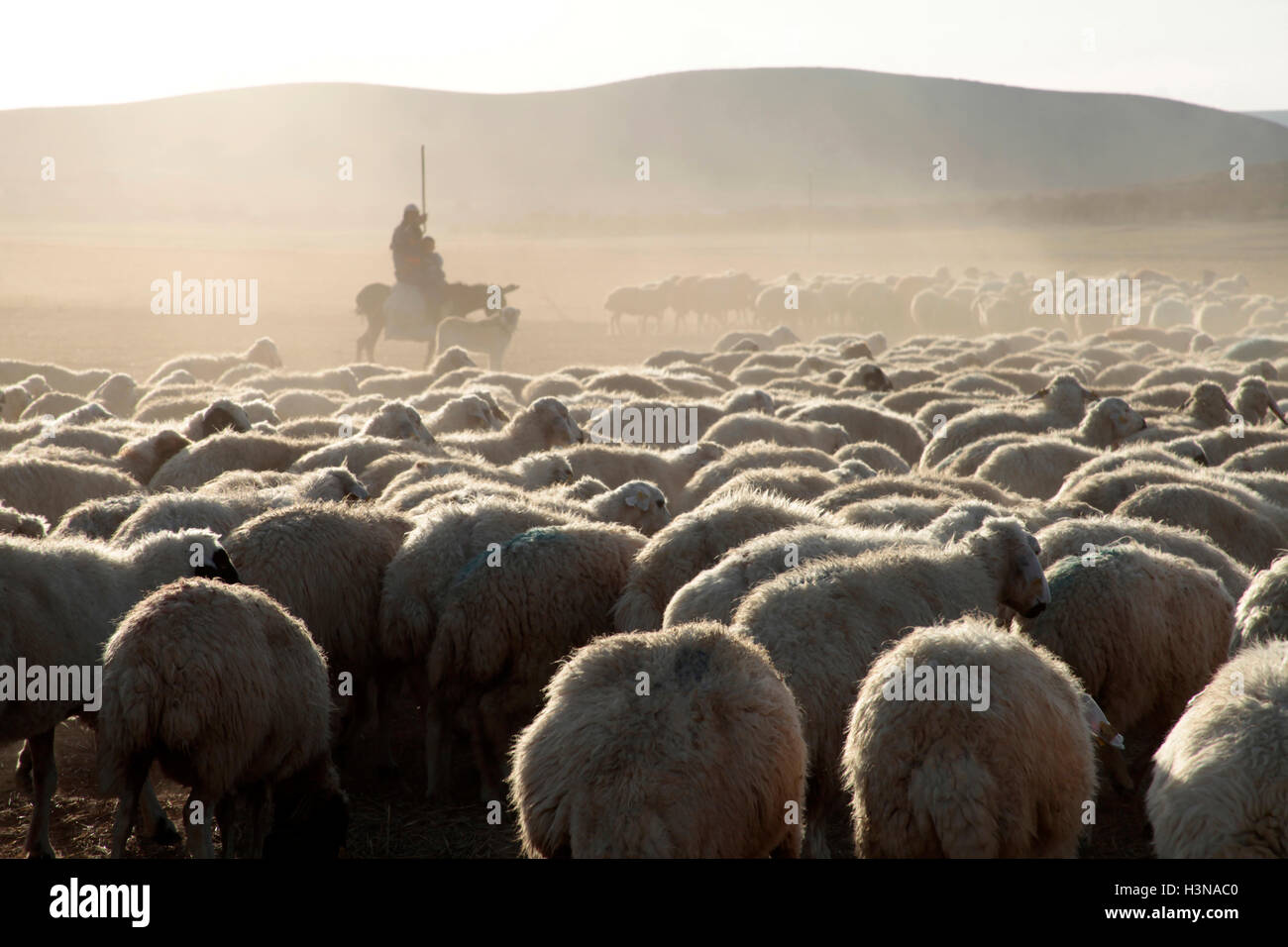 Shepherd and Sheeps Stock Photo - Alamy
