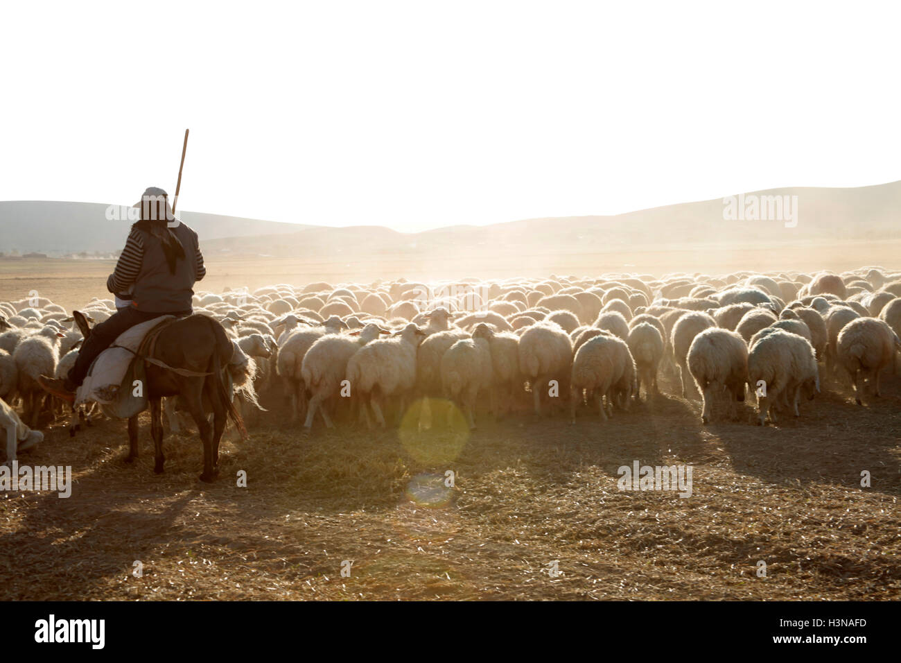 Shepherd and Sheeps Stock Photo - Alamy