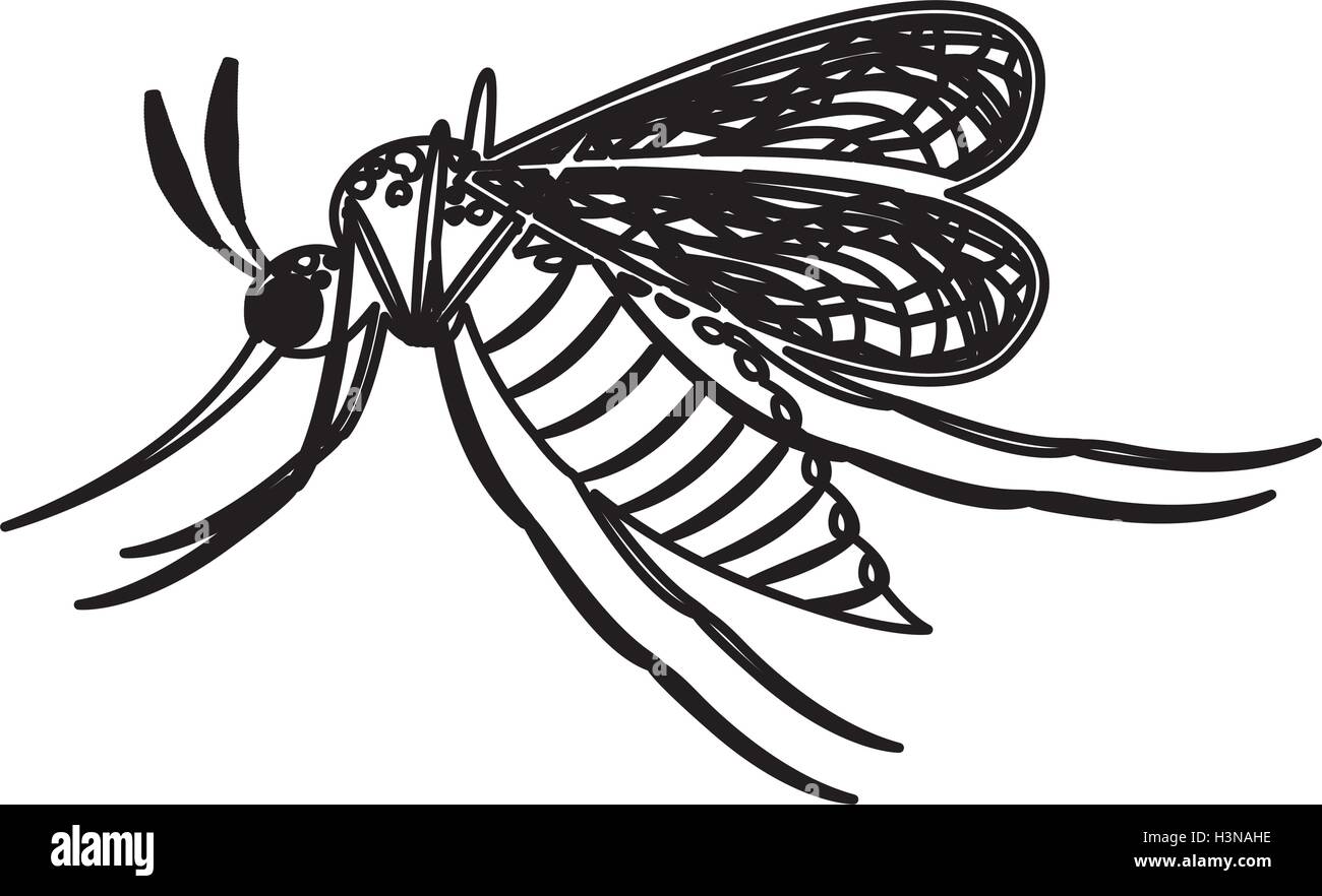 Isolated and silhouette mosquito design Stock Vector Image & Art - Alamy