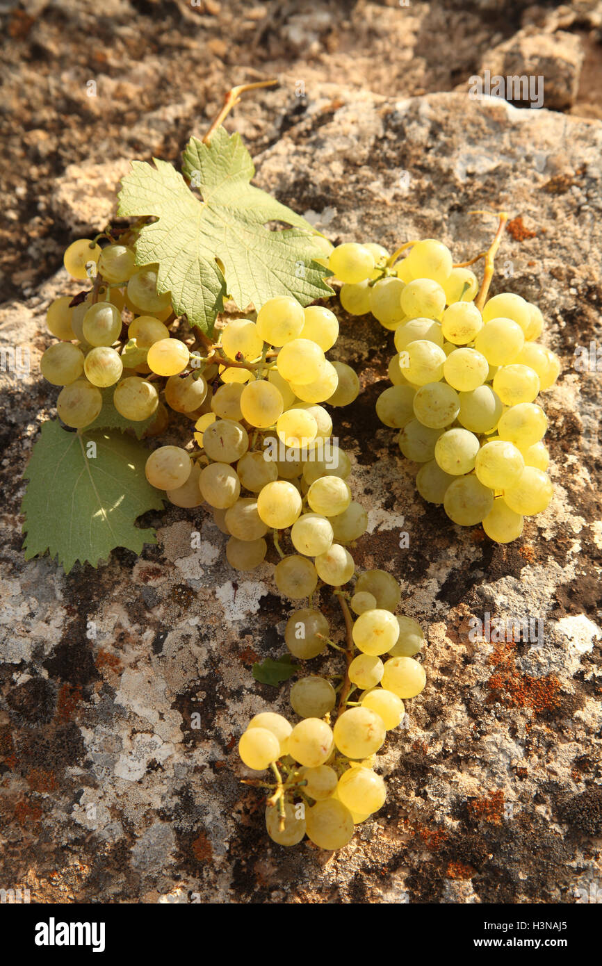 white ripe grapes Stock Photo - Alamy