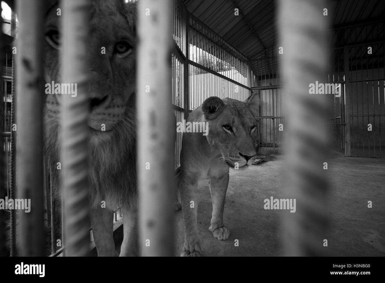 Gaza City, The Gaza Strip, Palestine. 9th Oct, 2016. lioness at NAMA'A ...
