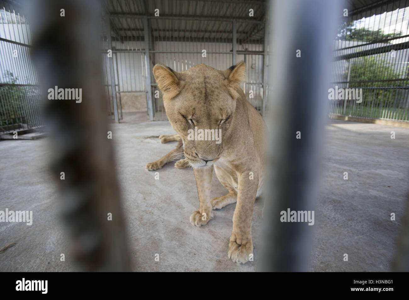 Gaza City, The Gaza Strip, Palestine. 9th Oct, 2016. lioness at NAMA'A ...