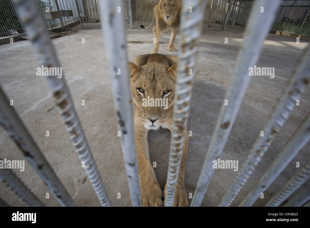 Gaza City, The Gaza Strip, Palestine. 9th Oct, 2016. lioness at NAMA'A ...