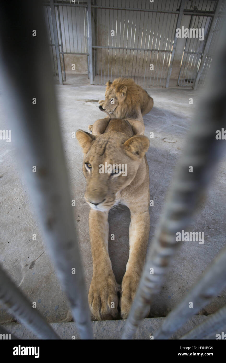 Gaza City, The Gaza Strip, Palestine. 9th Oct, 2016. lioness at NAMA'A ...