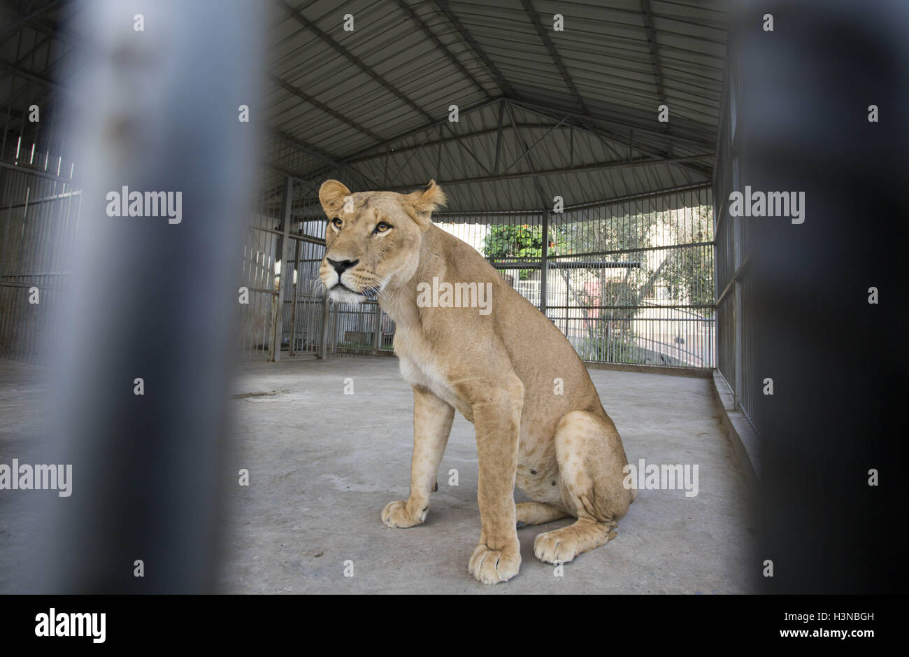 Gaza City, The Gaza Strip, Palestine. 9th Oct, 2016. lioness at NAMA'A ...