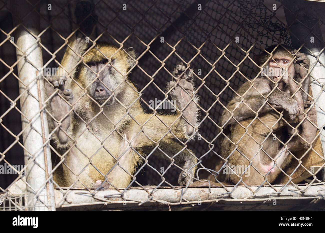 Gaza City, The Gaza Strip, Palestine. 9th Oct, 2016. Monkeys at NAMA'A ...