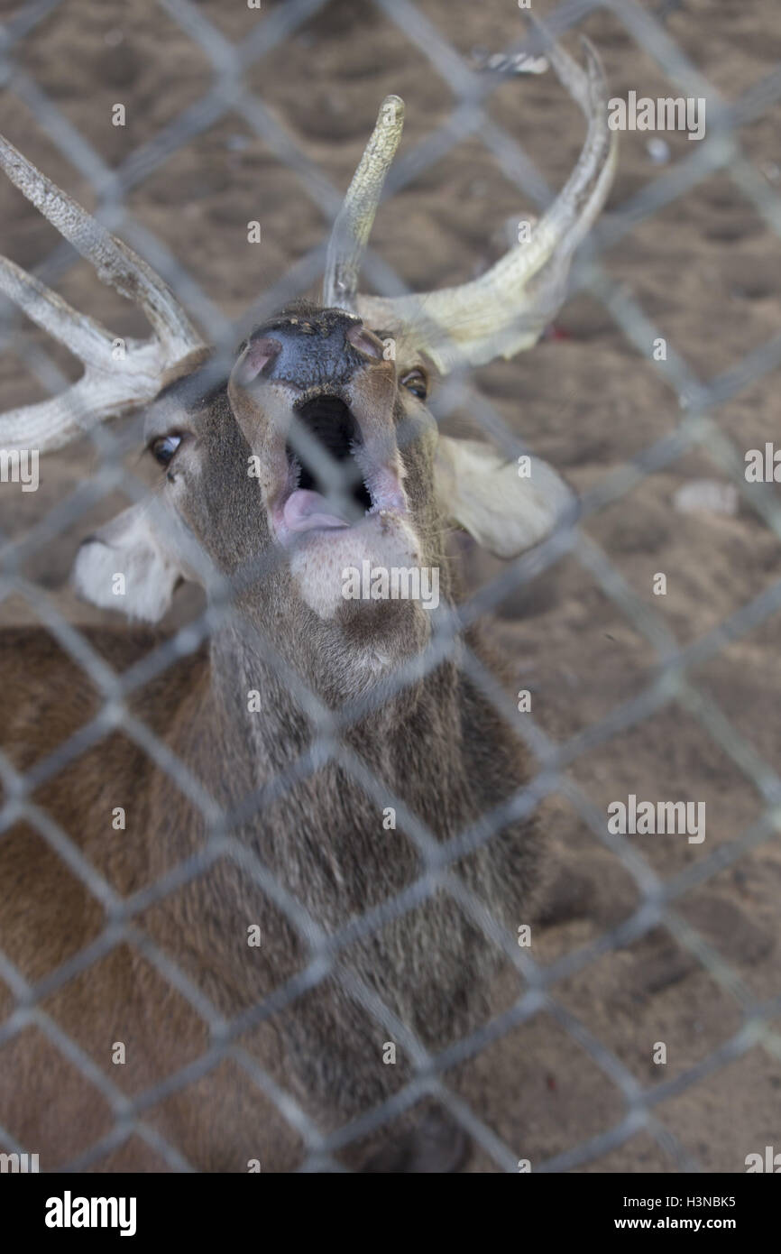 Gaza City, The Gaza Strip, Palestine. 9th Oct, 2016. Deer at NAMA'A Zoo ...