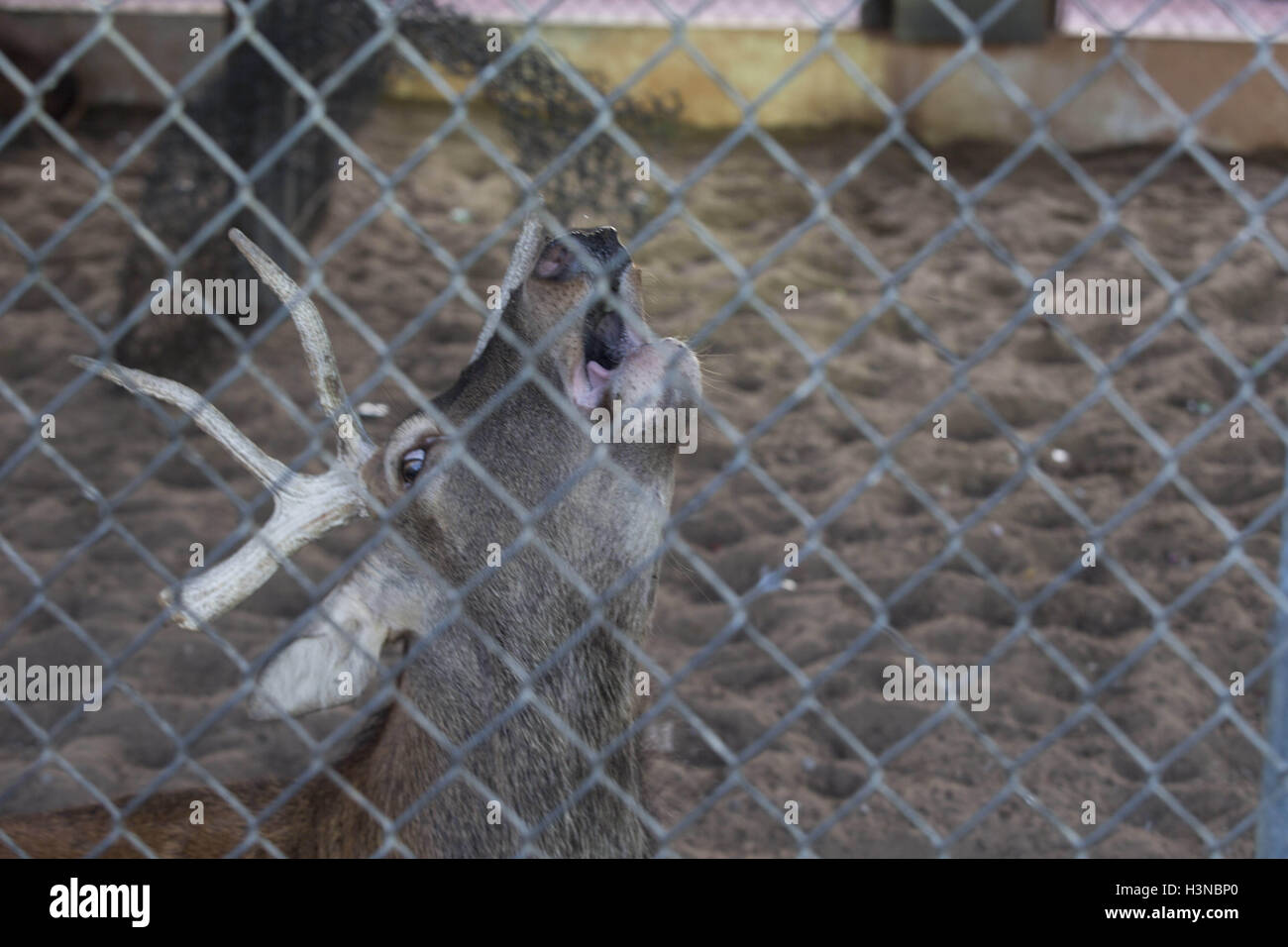 Gaza City, The Gaza Strip, Palestine. 9th Oct, 2016. Deer at NAMA'A Zoo ...
