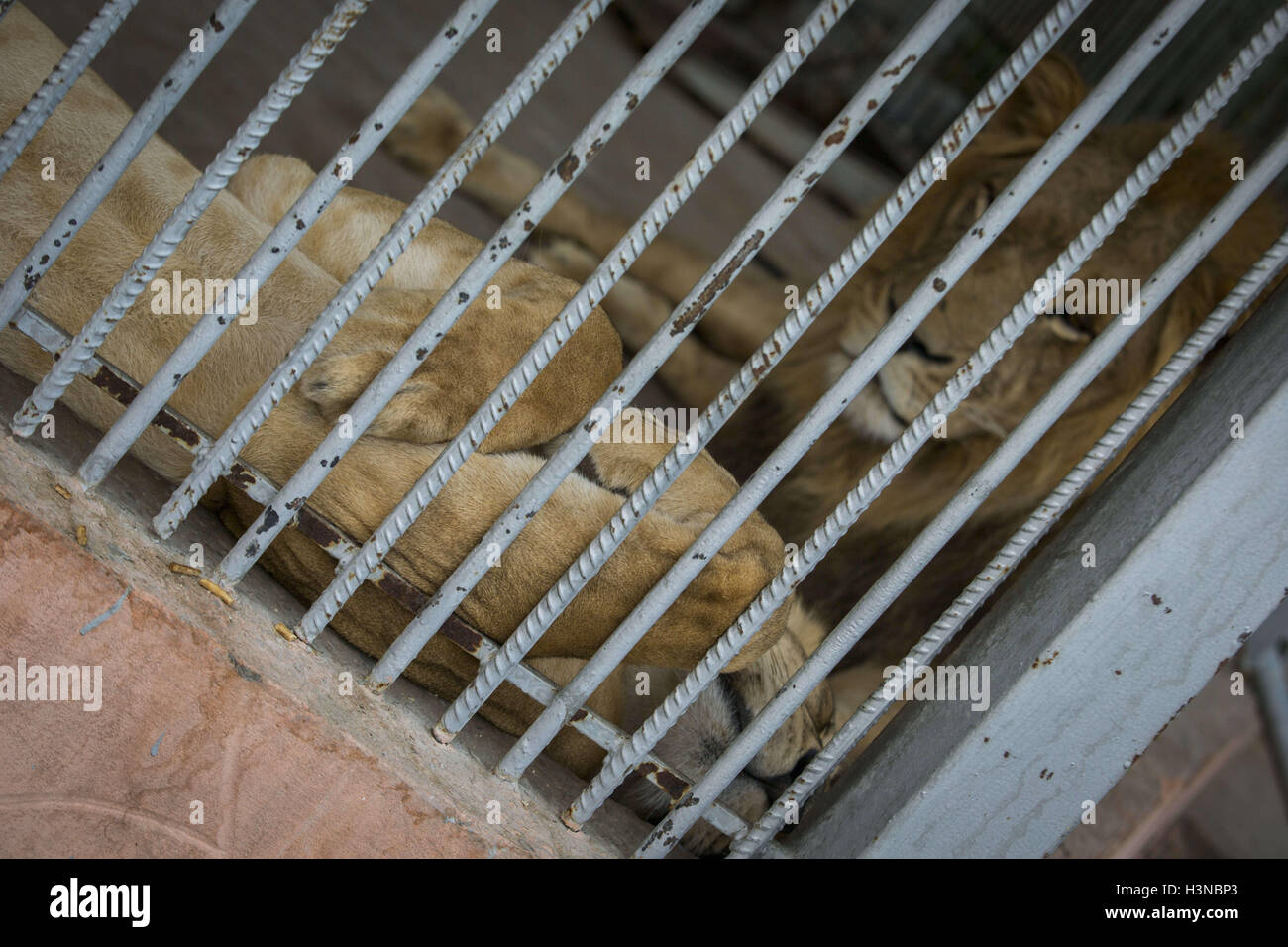 Gaza City, The Gaza Strip, Palestine. 9th Oct, 2016. Lions at NAMA'A ...