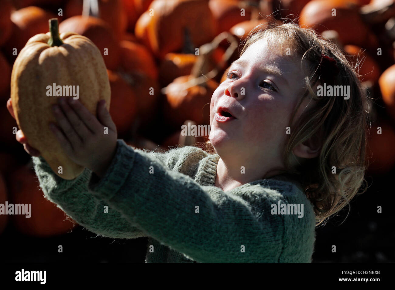 Giant among the pumpkins hi-res stock photography and images - Alamy