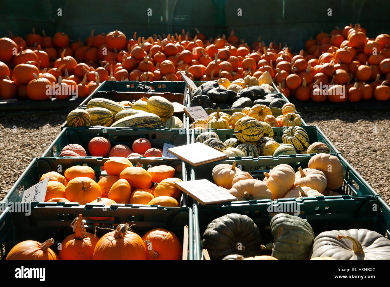 Money for wildlife hi-res stock photography and images - Alamy