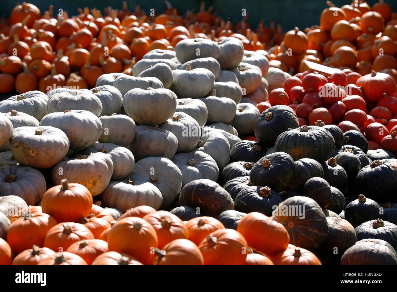 Money for wildlife hi-res stock photography and images - Alamy