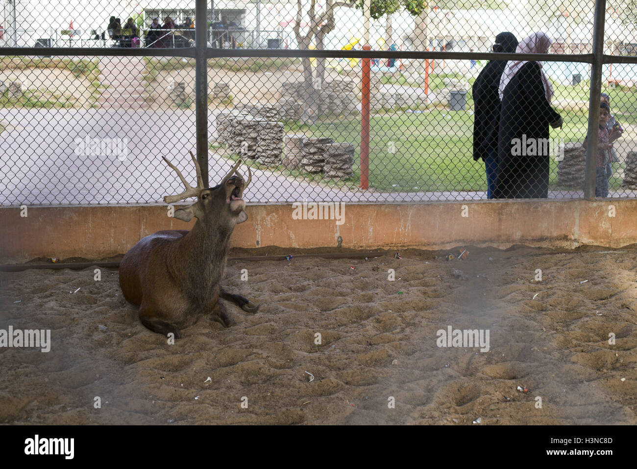 Gaza City, The Gaza Strip, Palestine. 9th Oct, 2016. Deer at NAMA'A Zoo ...