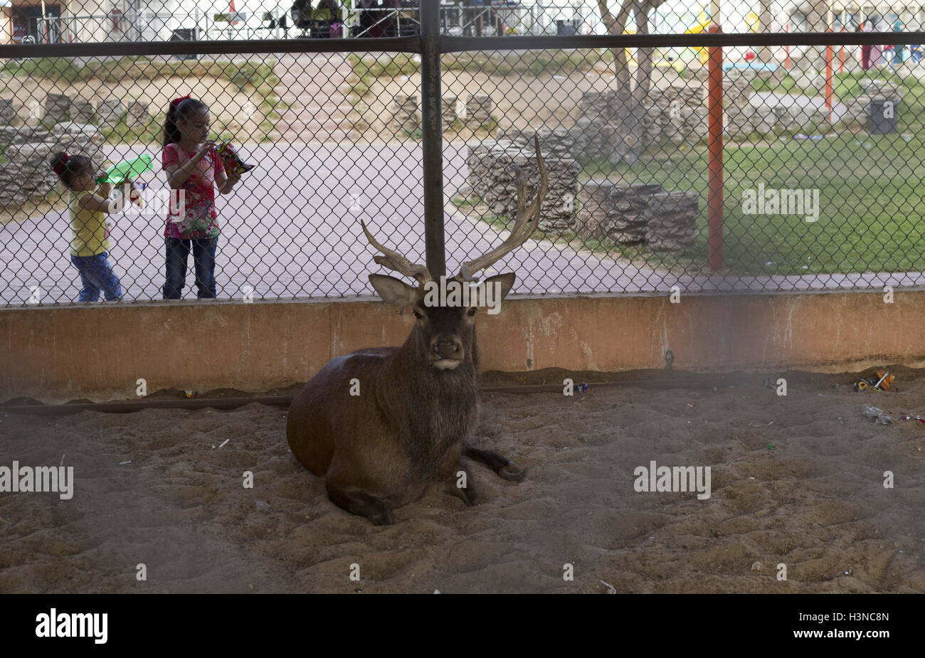 Gaza City, The Gaza Strip, Palestine. 9th Oct, 2016. Deer at NAMA'A Zoo ...
