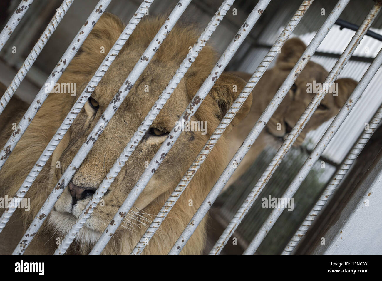 Gaza City, The Gaza Strip, Palestine. 9th Oct, 2016. Lion at NAMA'A Zoo ...