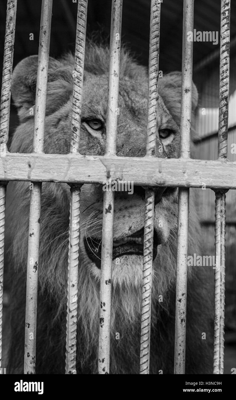 Gaza City, The Gaza Strip, Palestine. 9th Oct, 2016. Lion at NAMA'A Zoo ...