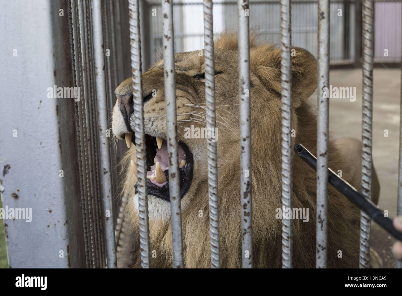 Gaza City, The Gaza Strip, Palestine. 9th Oct, 2016. Lion at NAMA'A Zoo ...