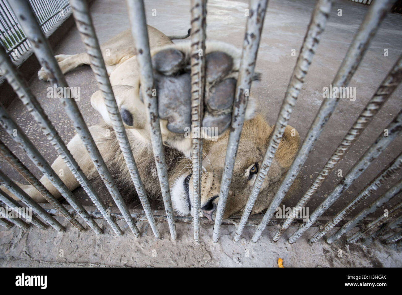 Gaza City, The Gaza Strip, Palestine. 9th Oct, 2016. Lion at NAMA'A Zoo ...