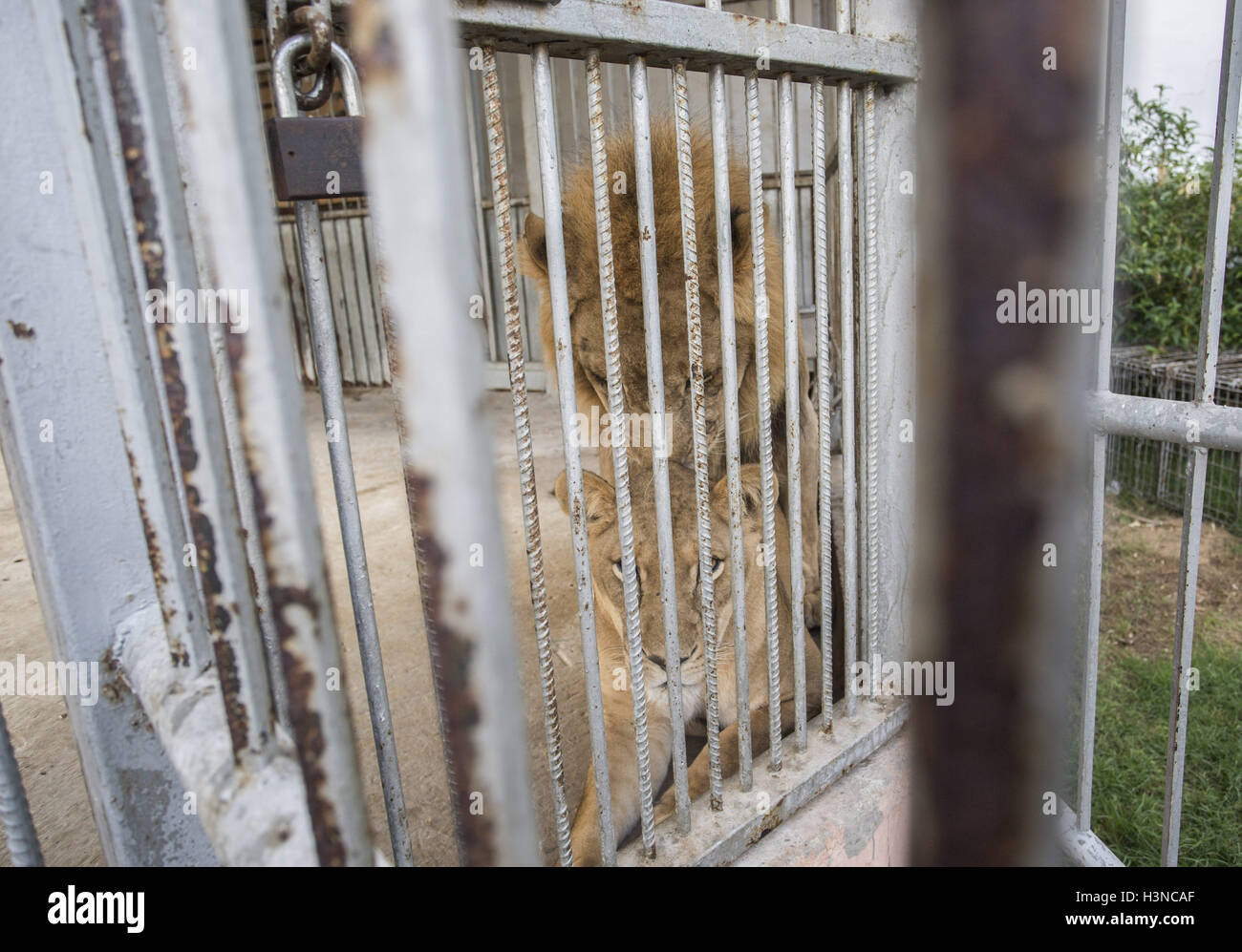 Gaza City, The Gaza Strip, Palestine. 9th Oct, 2016. Lion and lioness ...