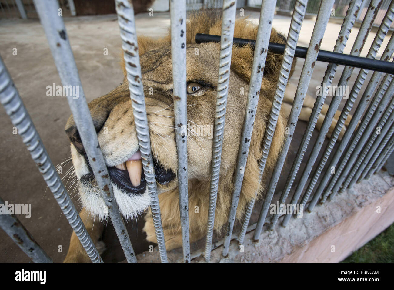 Gaza City, The Gaza Strip, Palestine. 9th Oct, 2016. Lion at NAMA'A Zoo ...