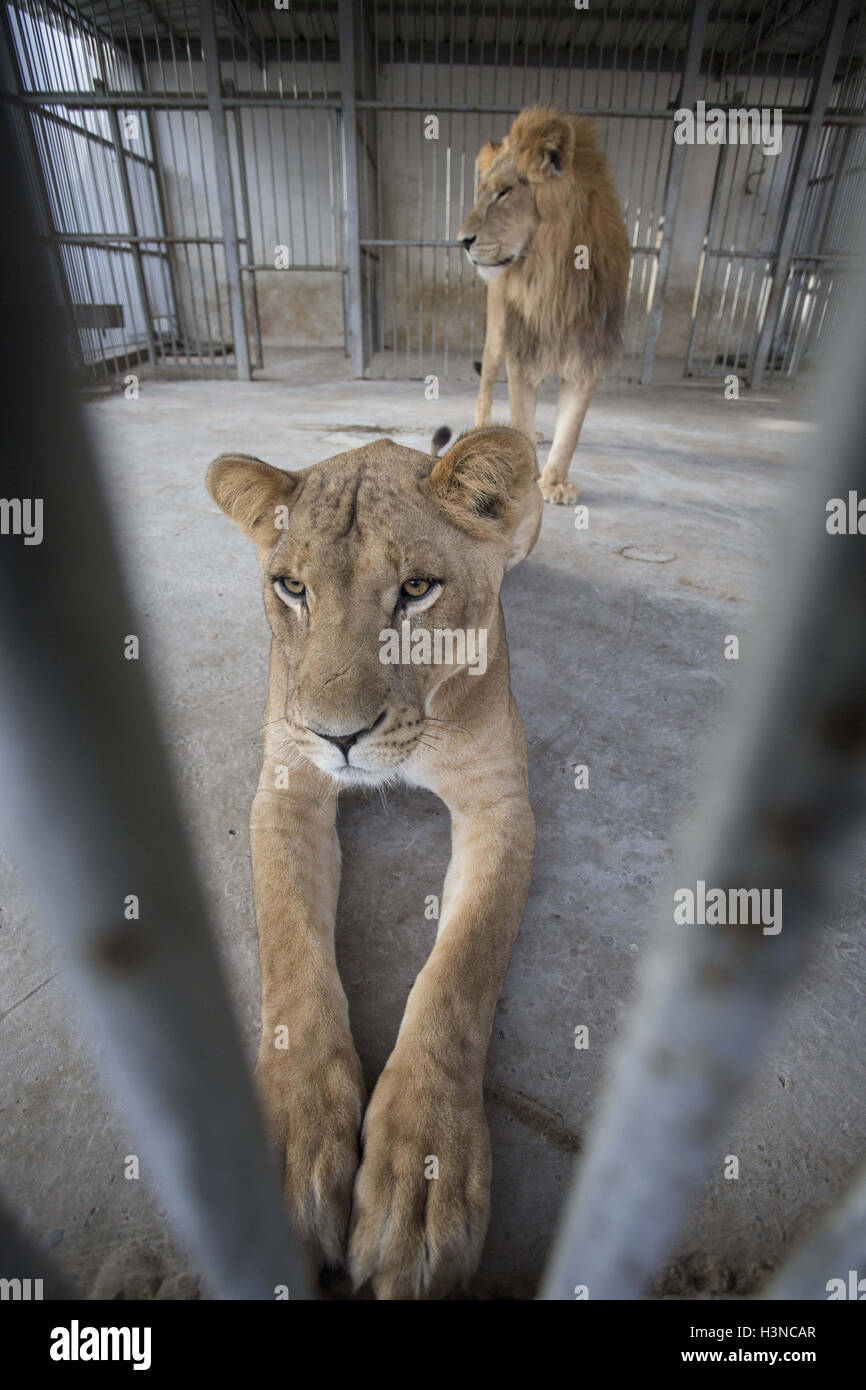 Gaza City, The Gaza Strip, Palestine. 9th Oct, 2016. lioness at NAMA'A ...