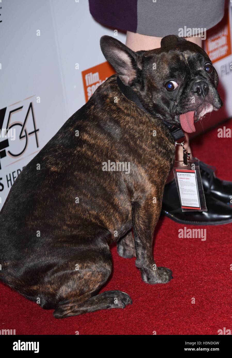 New York, NY, USA. 10th Oct, 2016. Carrie Fisher's dog, Gary Fisher at ...
