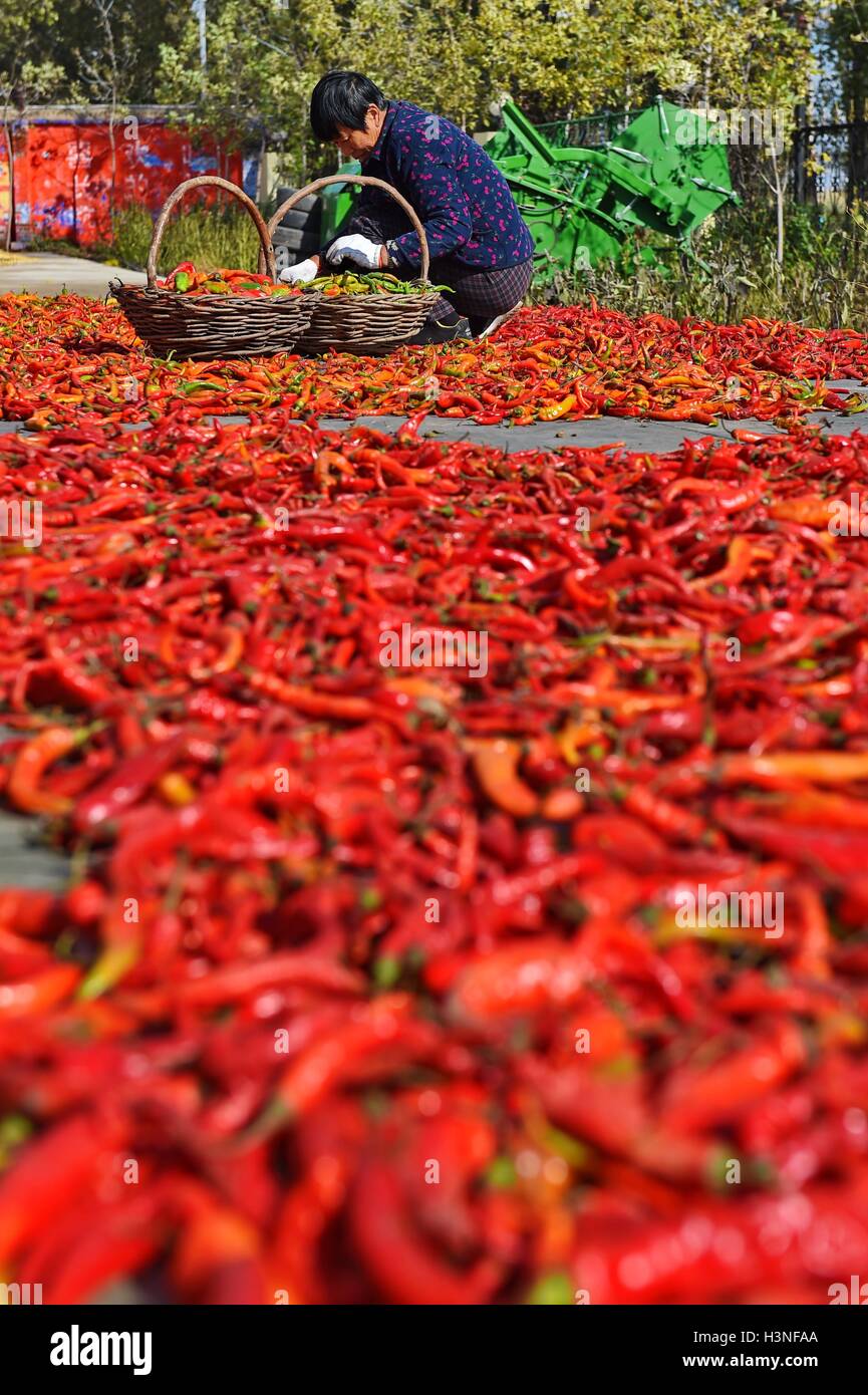 Changchun, China's Jilin Province. 11th Oct, 2016. A farmer dries red ...