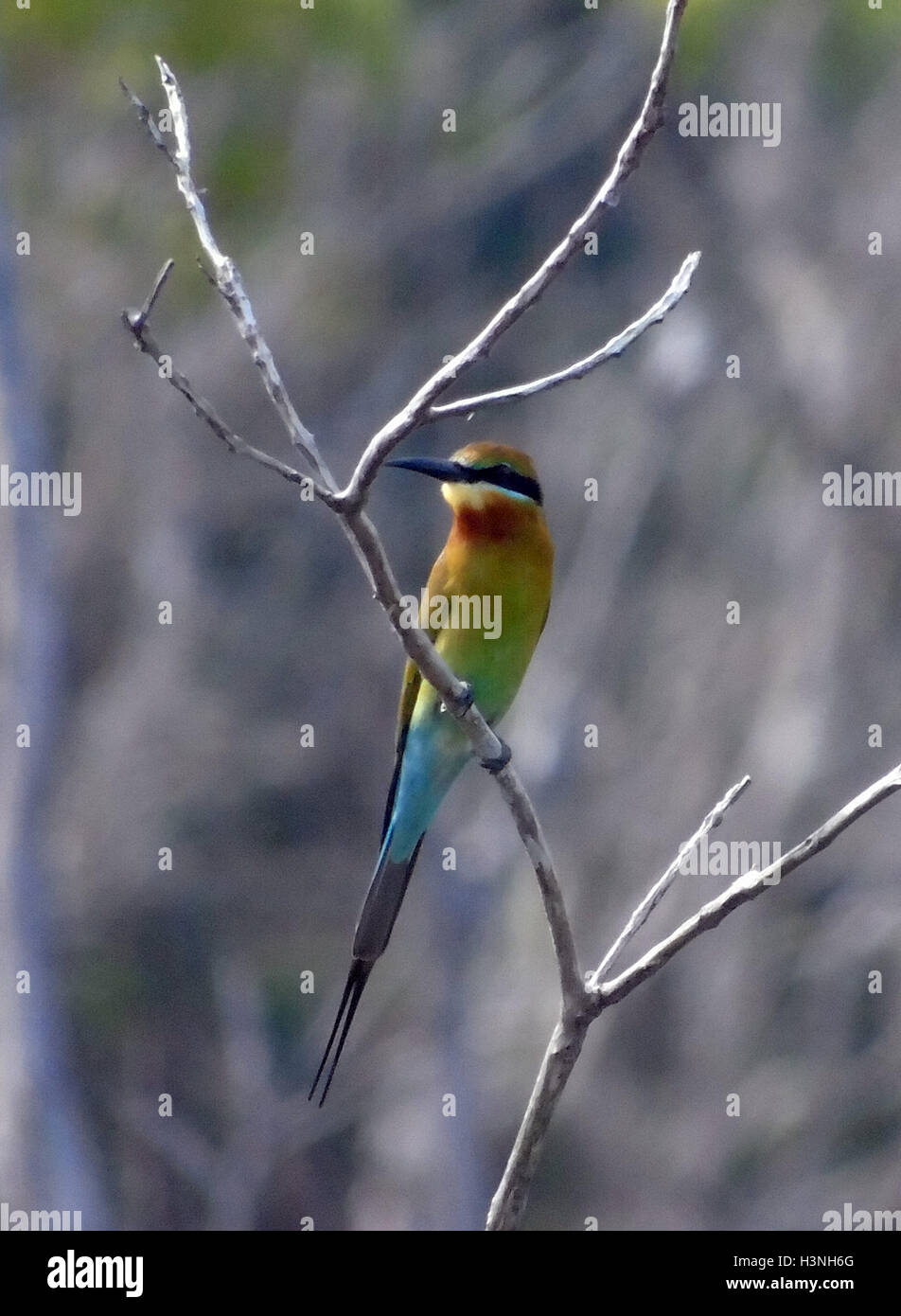 Bintan, Indonesia. 11th October, 2016. The blue-tailed bee-eater (Merops philippinus) seen at ...