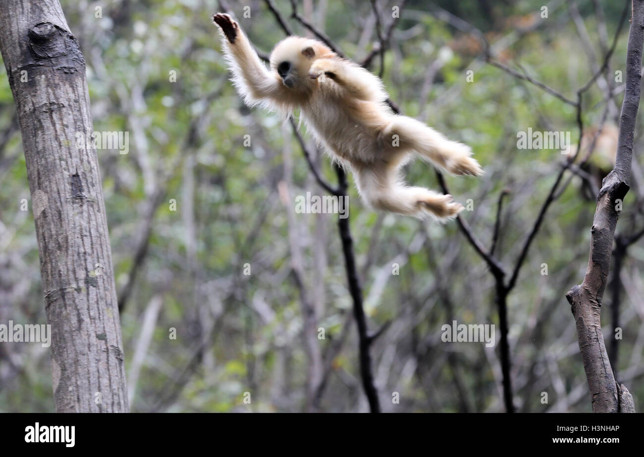 Foping monkeys hi-res stock photography and images - Alamy