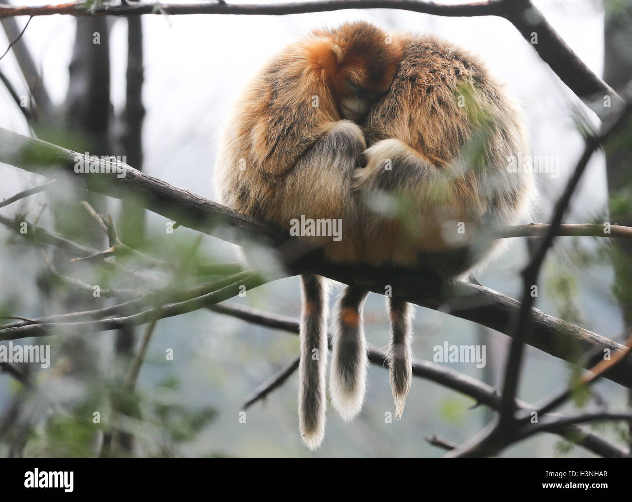 Foping, China's Shaanxi Province. 11th Oct, 2016. Golden monkeys rest ...