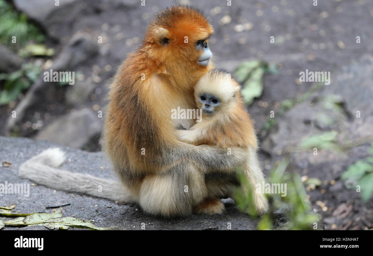 Foping, China's Shaanxi Province. 11th Oct, 2016. Golden monkeys rest ...