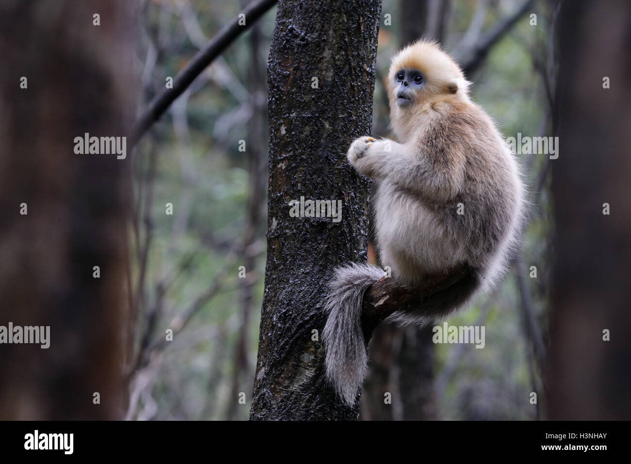 Foping, China's Shaanxi Province. 11th Oct, 2016. A golden monkey plays ...